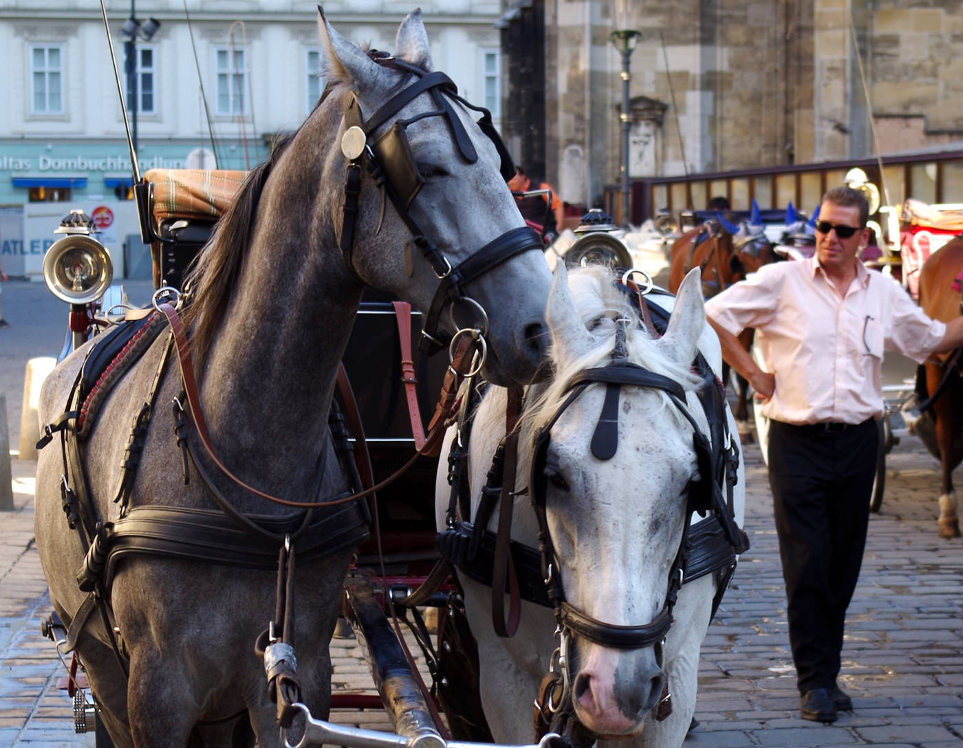 Fiaker in Wien, ein besonderes Erlebnis - wien-erleben.com
